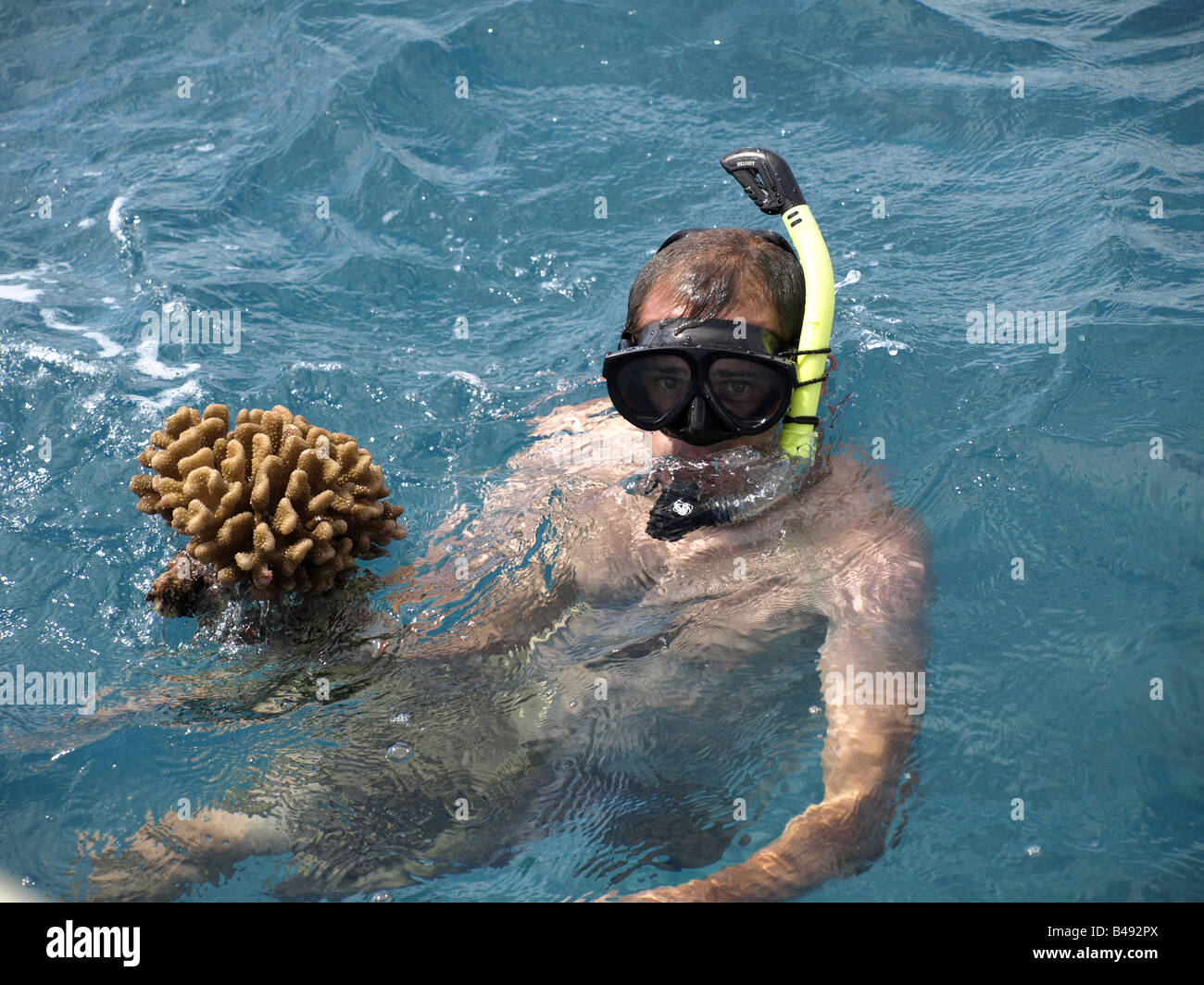 snorkeler with coral Stock Photo - Alamy