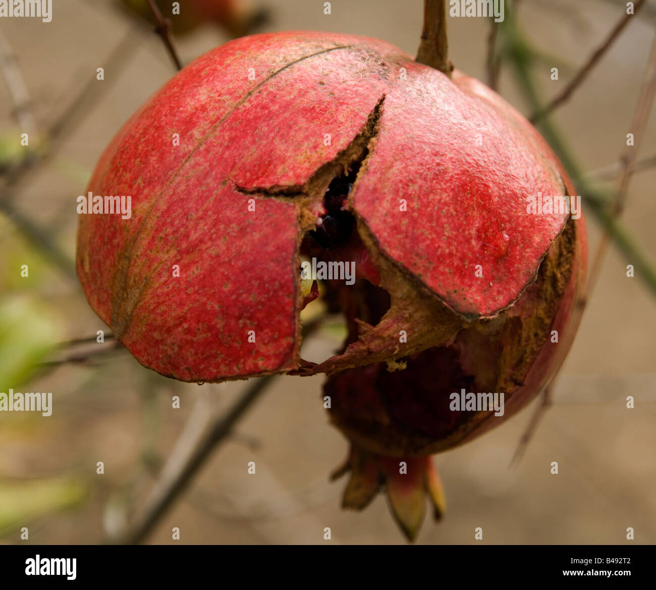 Seed split open hi-res stock photography and images - Alamy