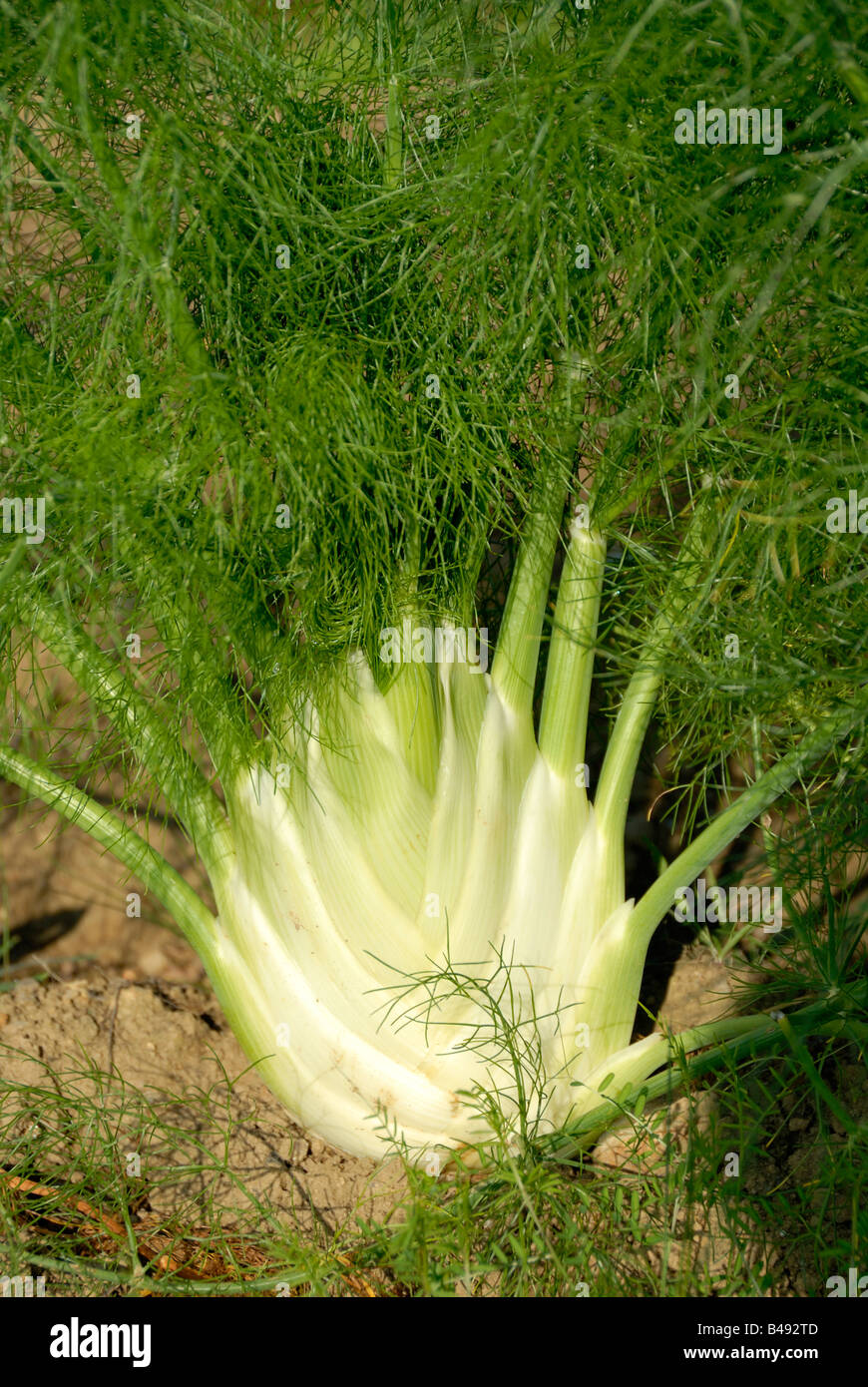 Stock photo of fresh Fennel growing in the vegetable garden Stock Photo ...