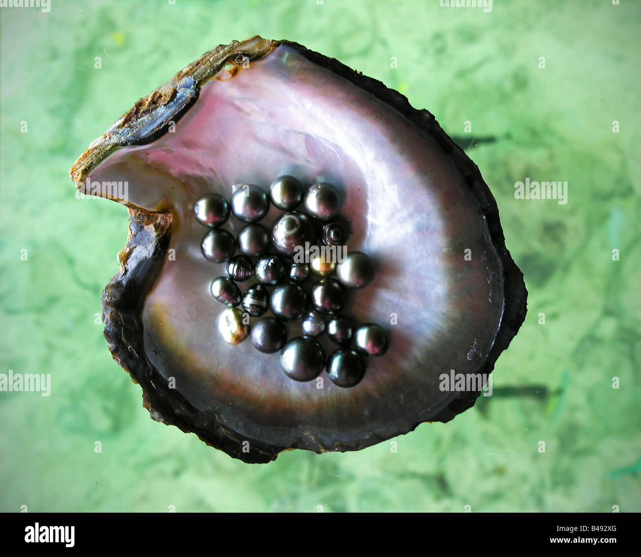 Black pearls in a shell Manihi island Tuamotu French Polynesia Stock ...