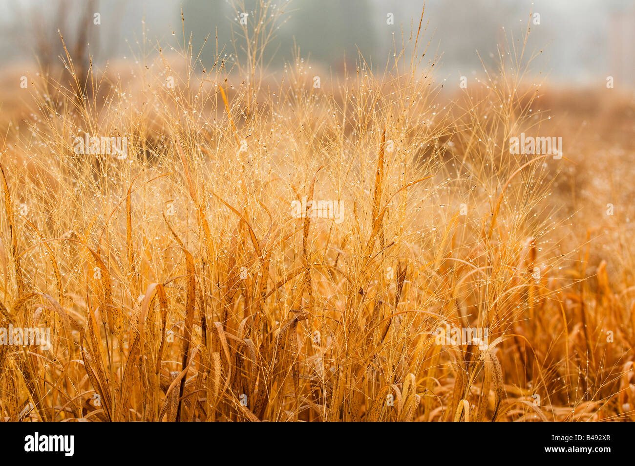 Water droplets on a plant Stock Photo - Alamy