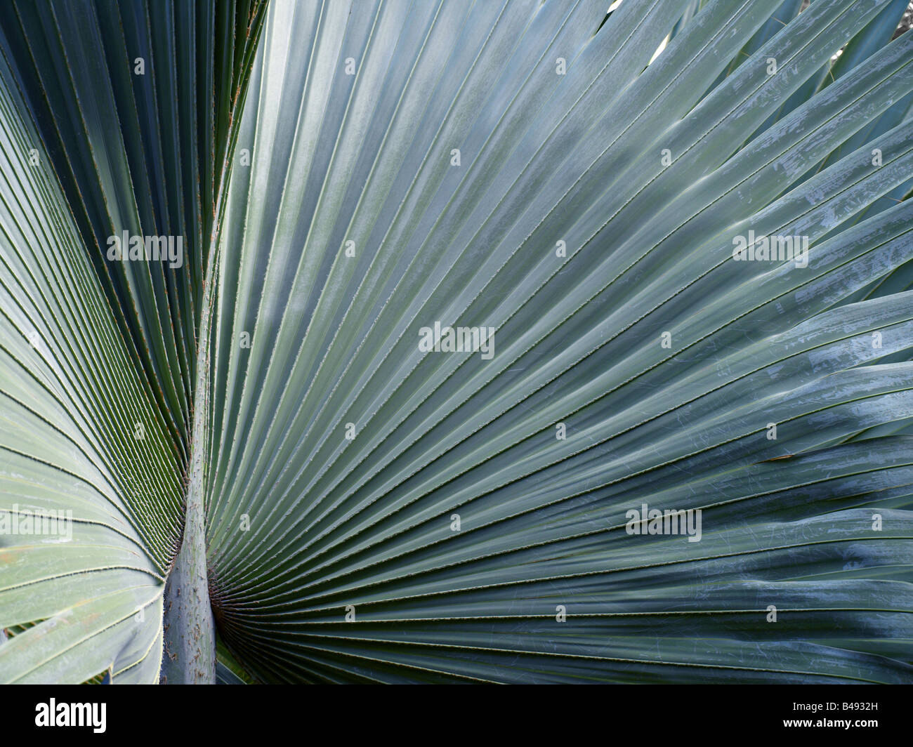 Sabal palm tree frond hi-res stock photography and images - Alamy