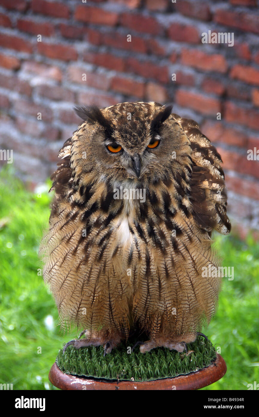 Buho real hi-res stock photography and images - Alamy