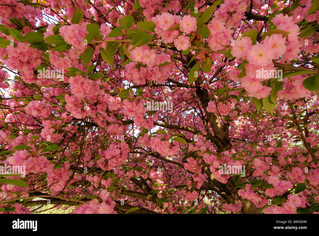 Explosion of flowers hi-res stock photography and images - Alamy