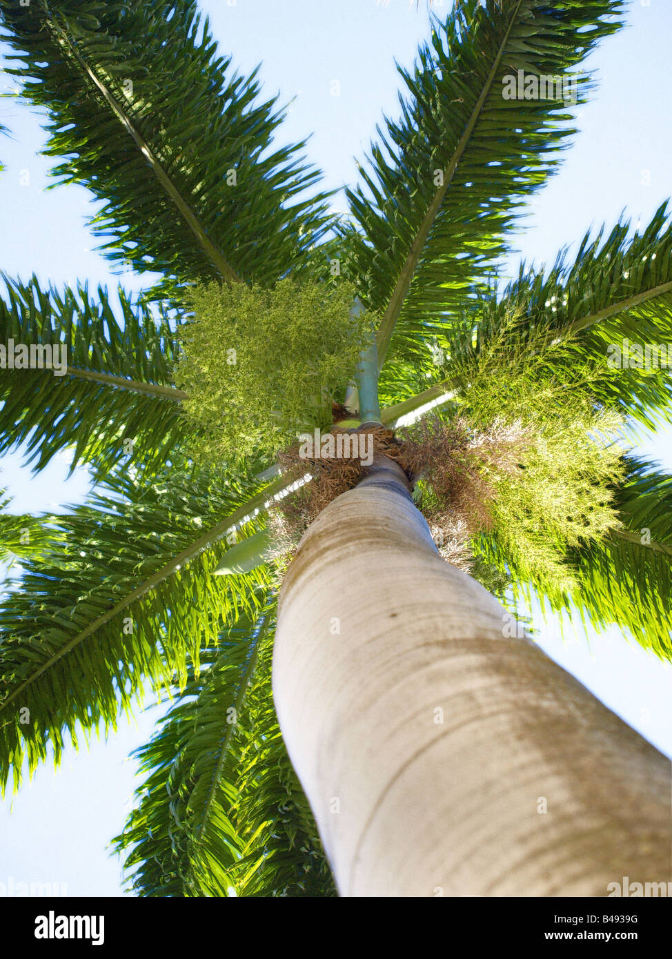 Palm Tree from below Stock Photo - Alamy