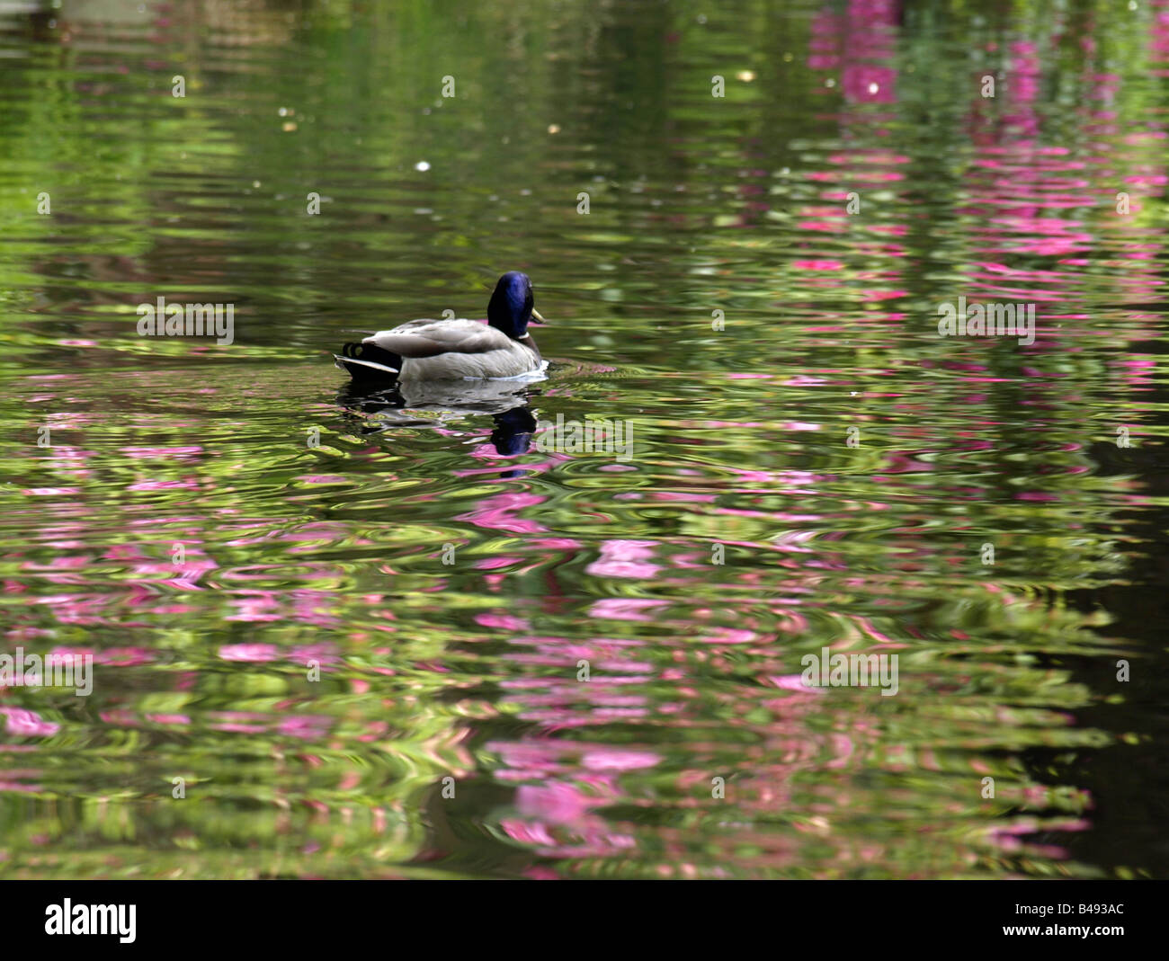 Duck in a pond with reflections of rhododendrons Stock Photo - Alamy