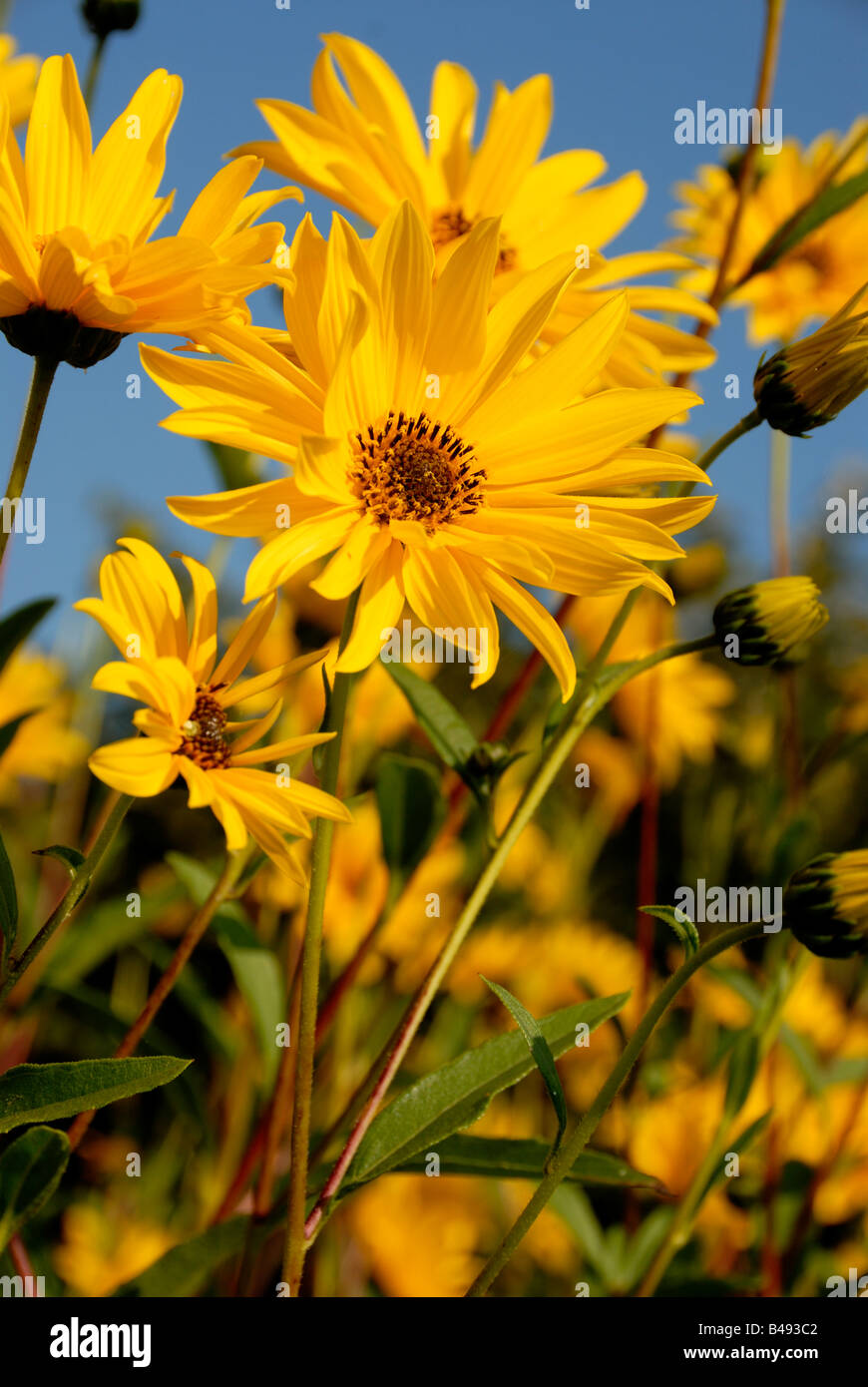 Stock photo of the yellow flowering helianthus maximiliani The image ...