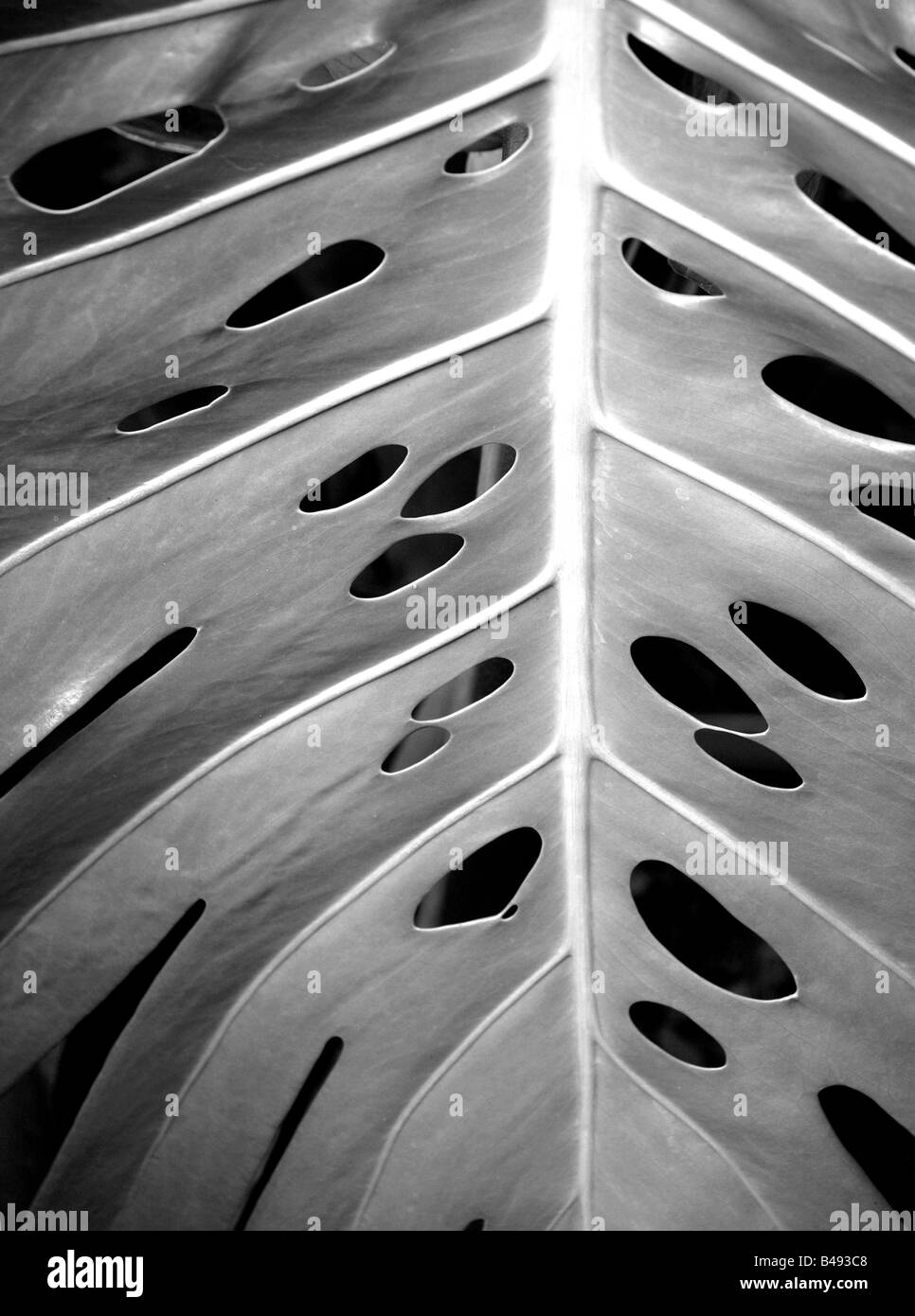 Palm frond background Black and White Stock Photos & Images - Alamy