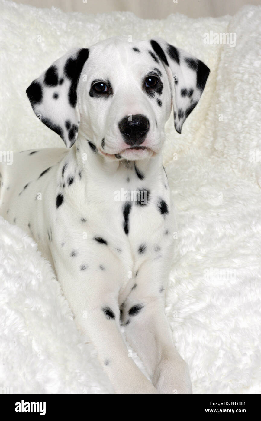 Dalmation High Resolution Stock Photography and Images - Alamy
