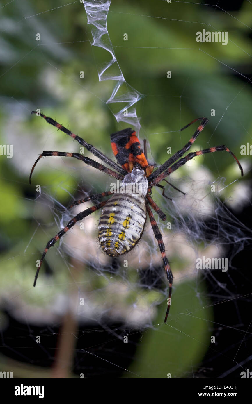 Banded garden spider argiope trifasciata hi-res stock photography and ...