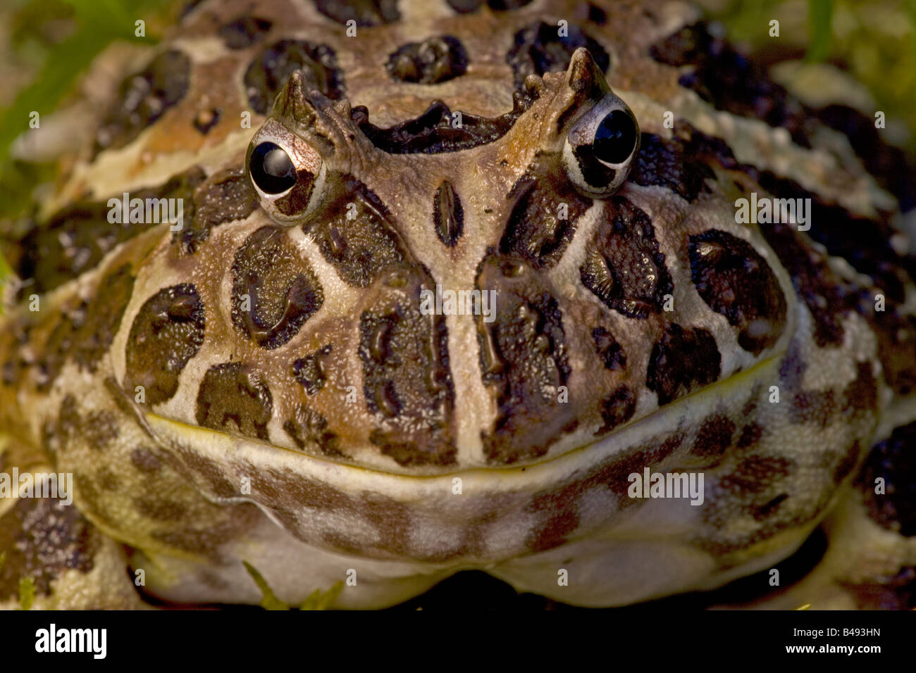 Ceratophrys cranwelli hi-res stock photography and images - Alamy