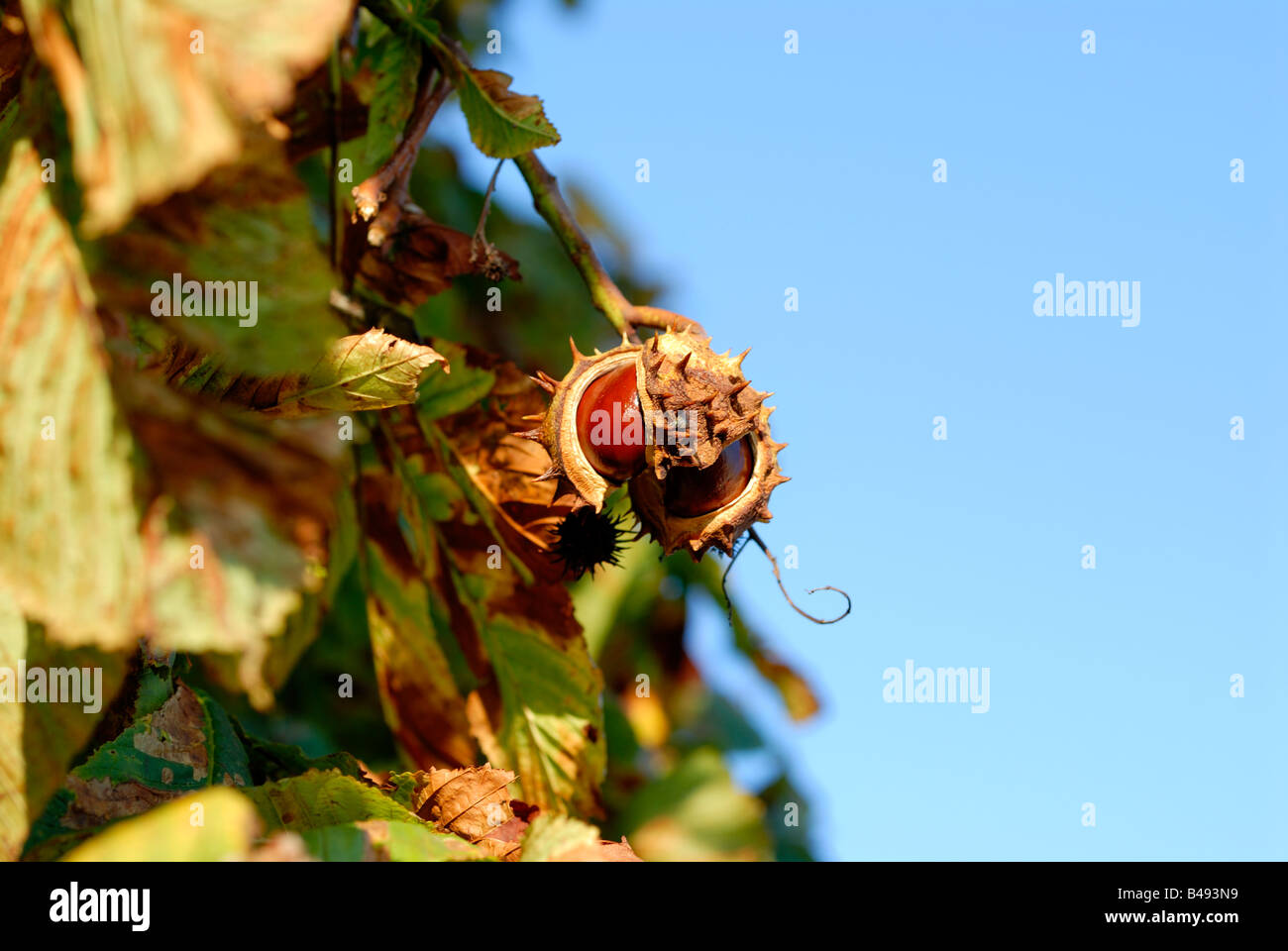 A conker growing on the tree hi-res stock photography and images - Alamy