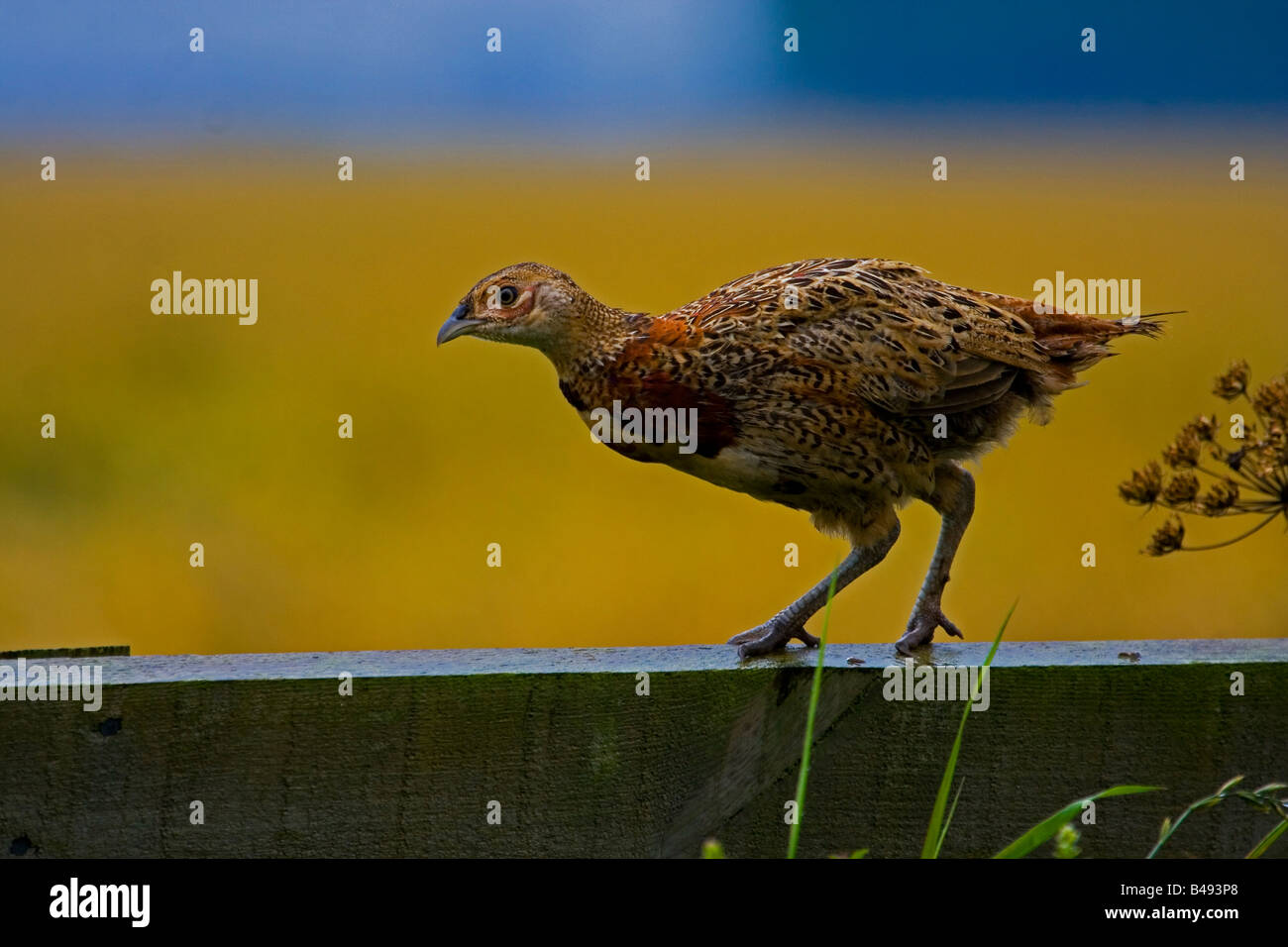 YOUNG PHEASANT ON FENCE Stock Photo - Alamy