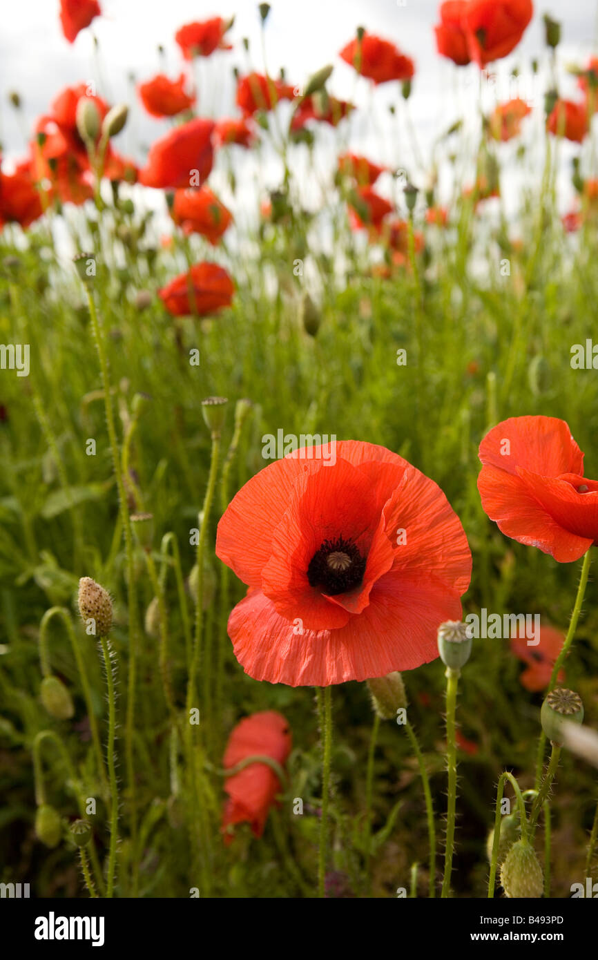 poppy in a poppy field Stock Photo - Alamy