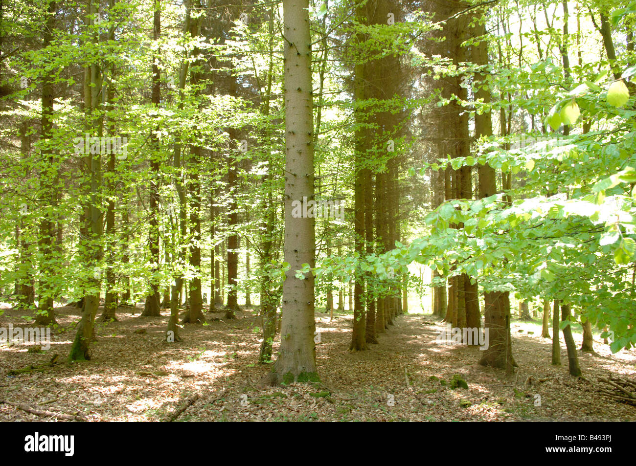 Beech families hi-res stock photography and images - Alamy