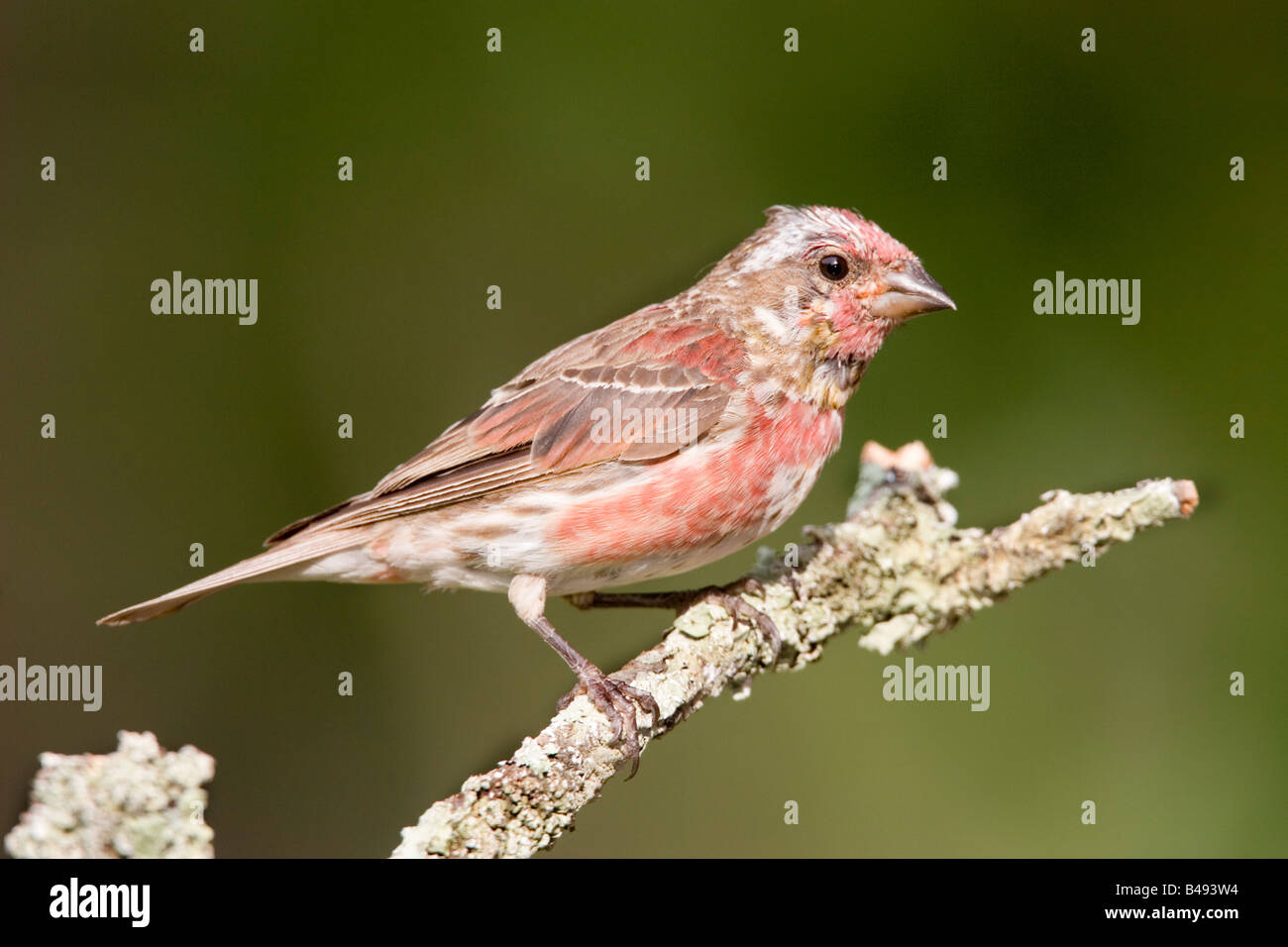 Purple Finch Carpodacus purpureus Stock Photo - Alamy