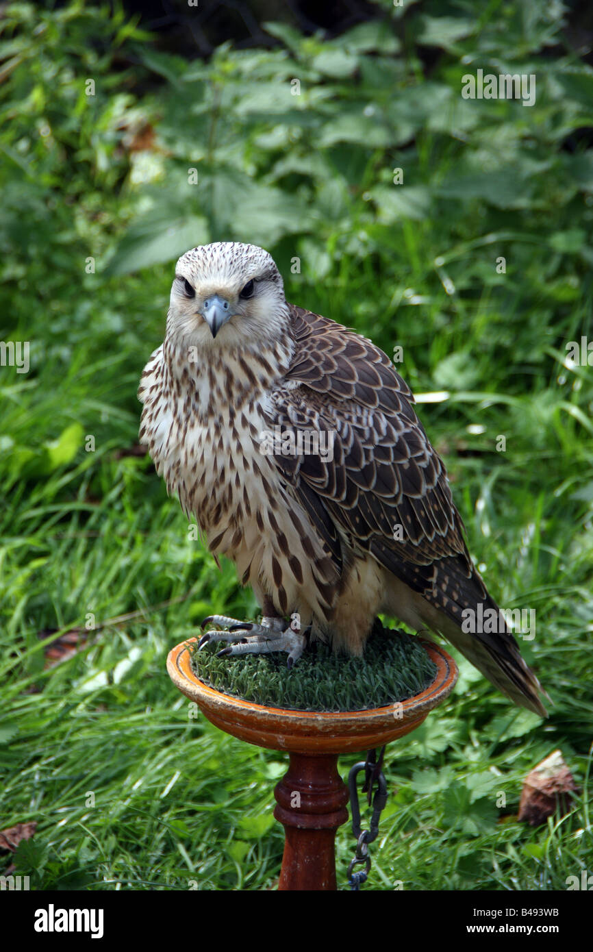 Påjaro hi-res stock photography and images - Alamy