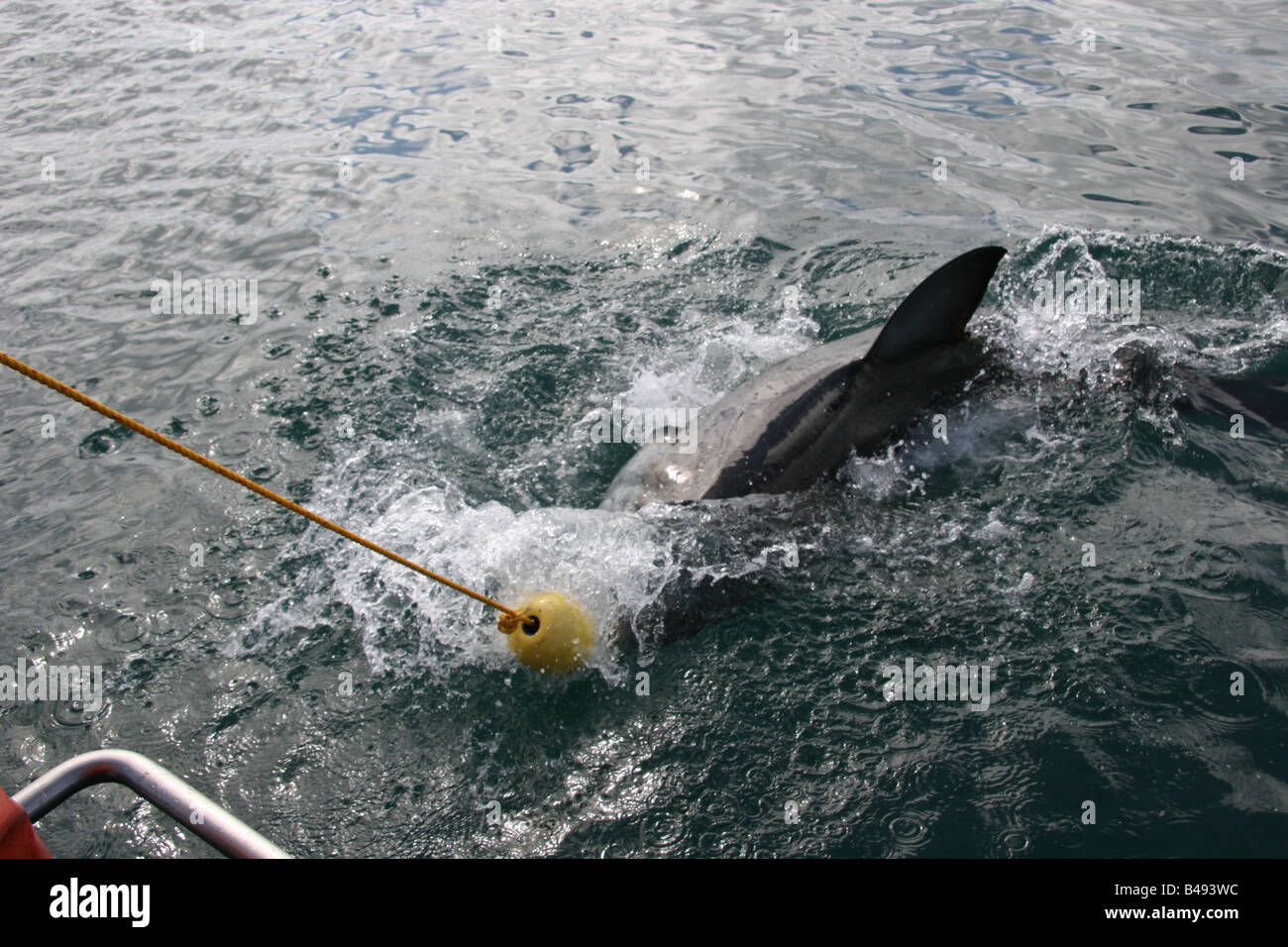 Shark chum hi-res stock photography and images - Alamy