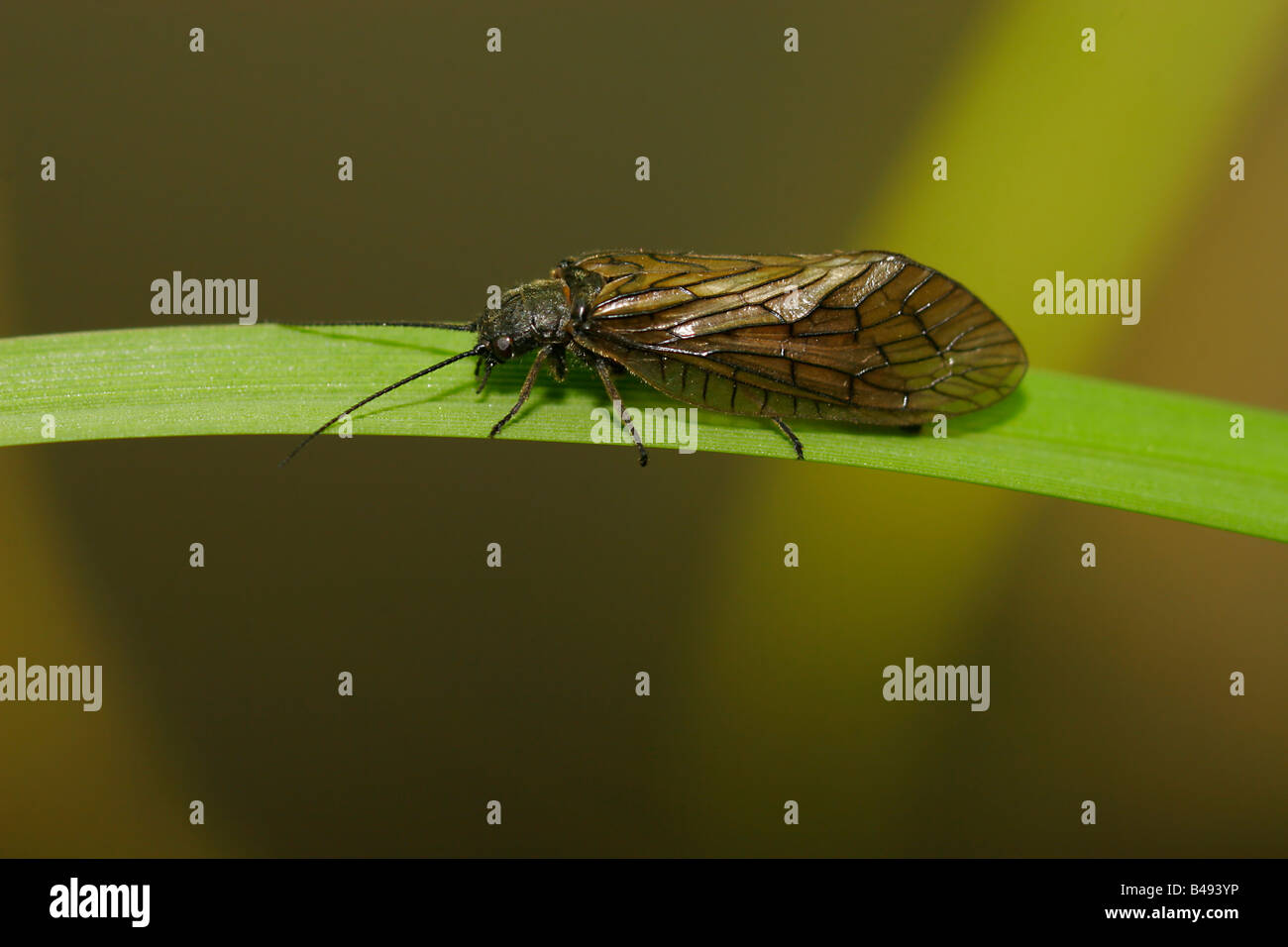 Alderflies alderfly hi-res stock photography and images - Alamy