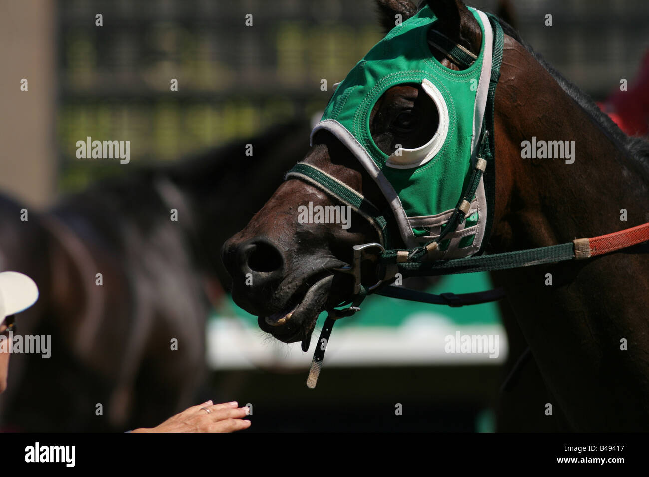 a racehorse at the california state fair in sacramento in september of ...