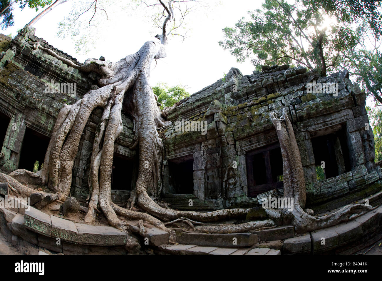 Tree roots covering temple ruins in the ancient city of Angkor Wat ...
