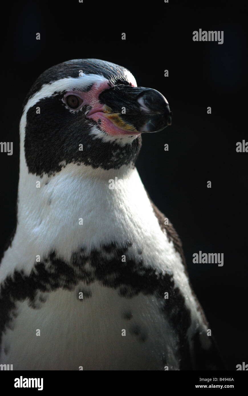 Fat penguin hi-res stock photography and images - Alamy