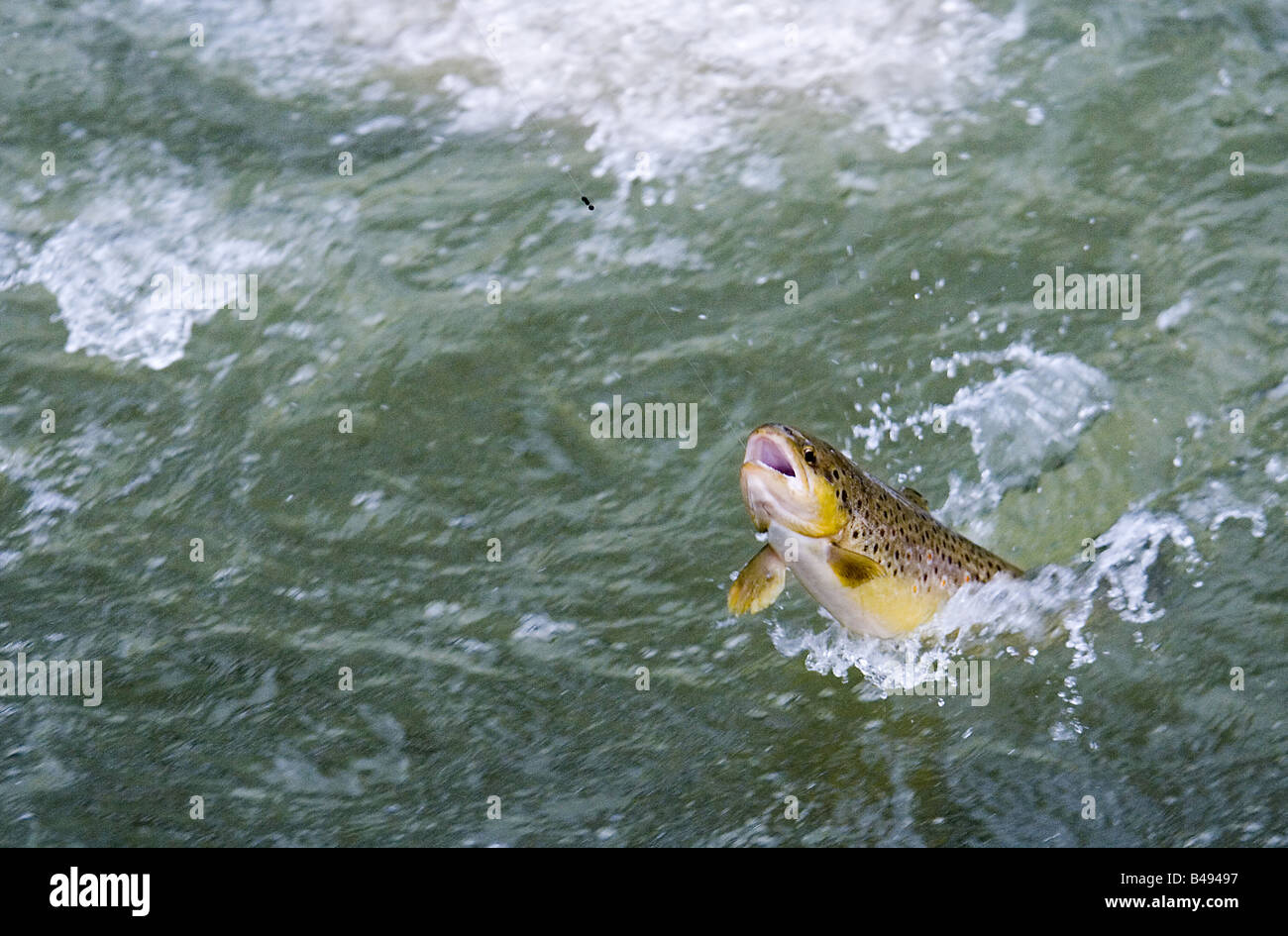 close up of truit fish Stock Photo - Alamy