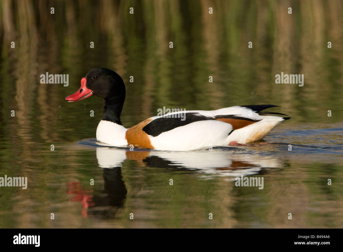 Juvenile shelduck hi-res stock photography and images - Alamy