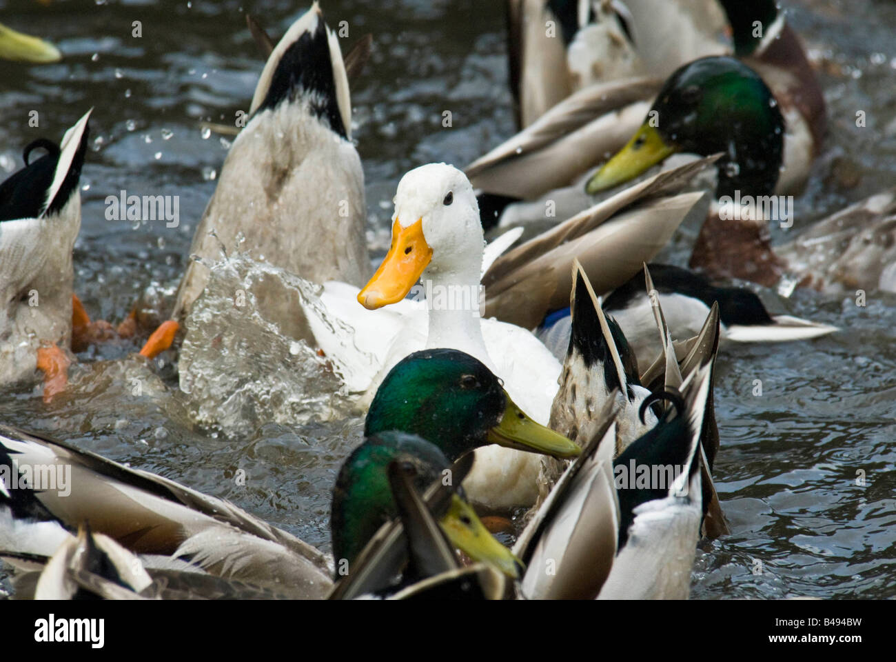 Ducks on the water Stock Photo - Alamy