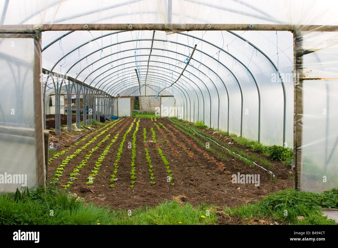 Polly Tunnel Stock Photos & Polly Tunnel Stock Images - Alamy