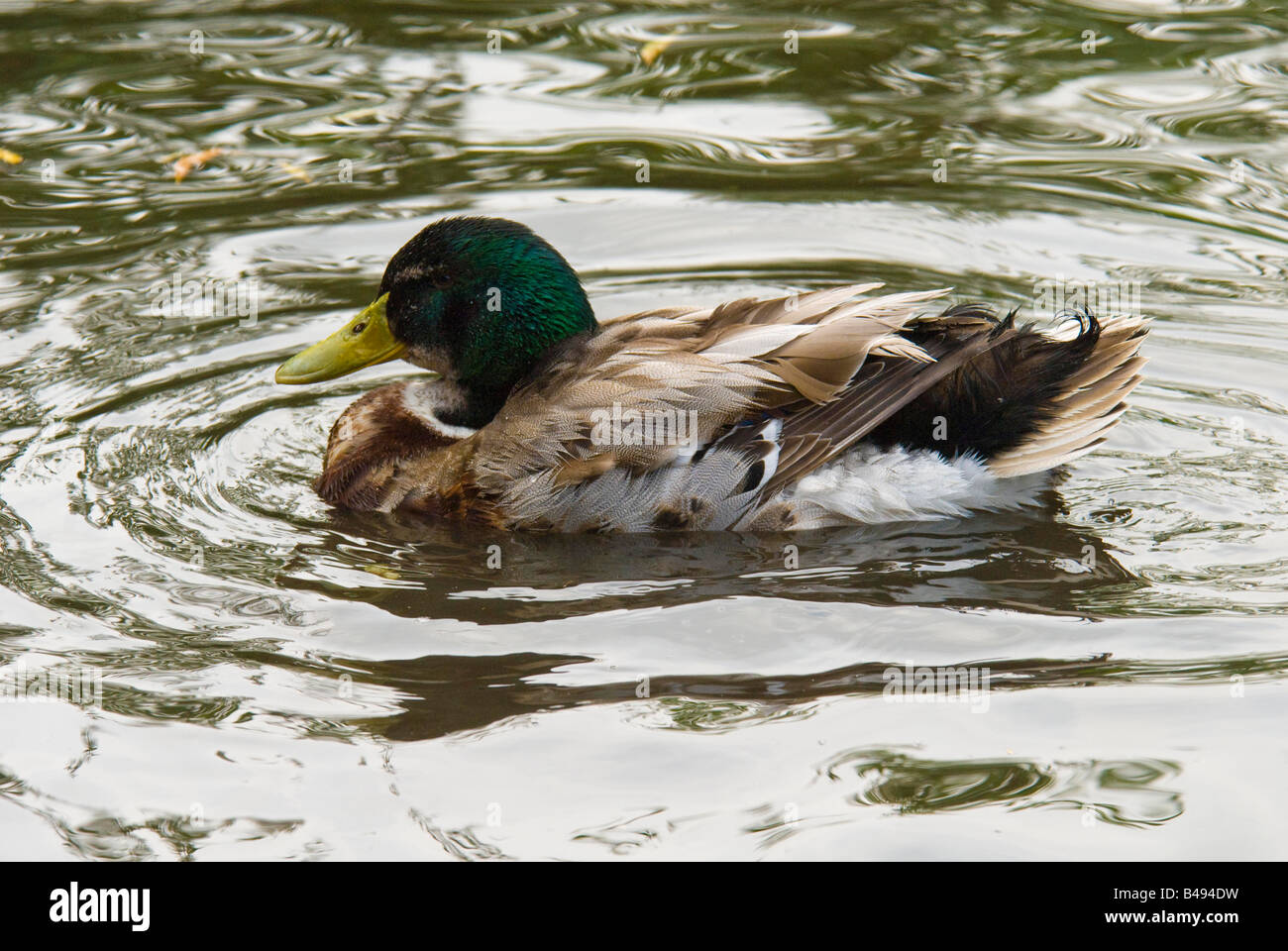 A duck on water Stock Photo - Alamy