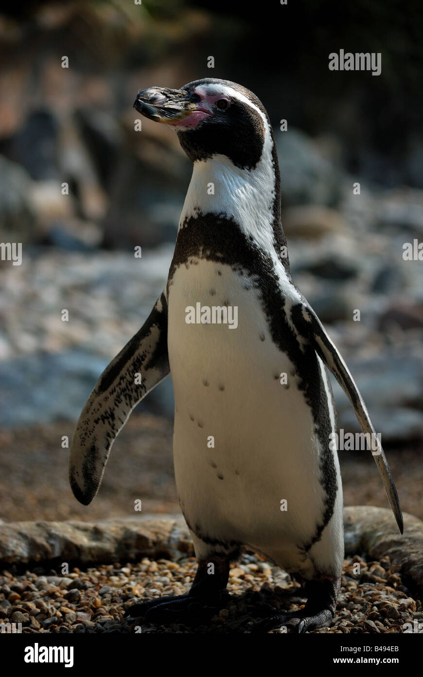 Penguin full body Stock Photo - Alamy