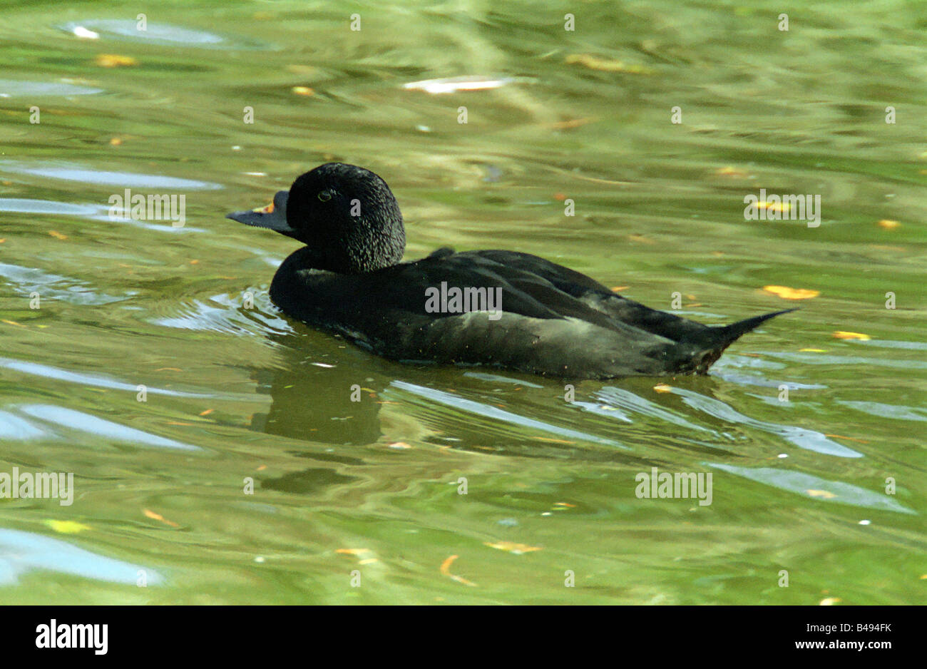 Common scoter duck hi-res stock photography and images - Alamy