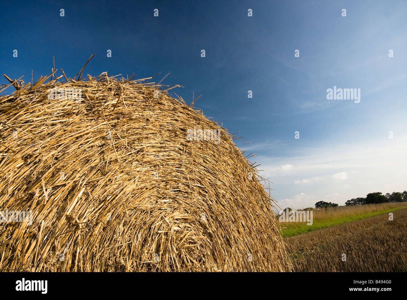 Straw bales in a Norfolk field - England Stock Photo - Alamy