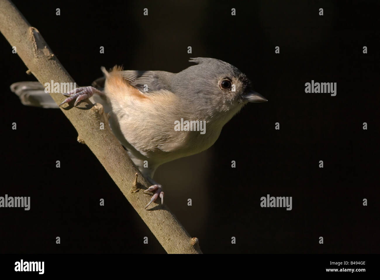 Tuft Titmouse Baeolophus bicolor Stock Photo - Alamy