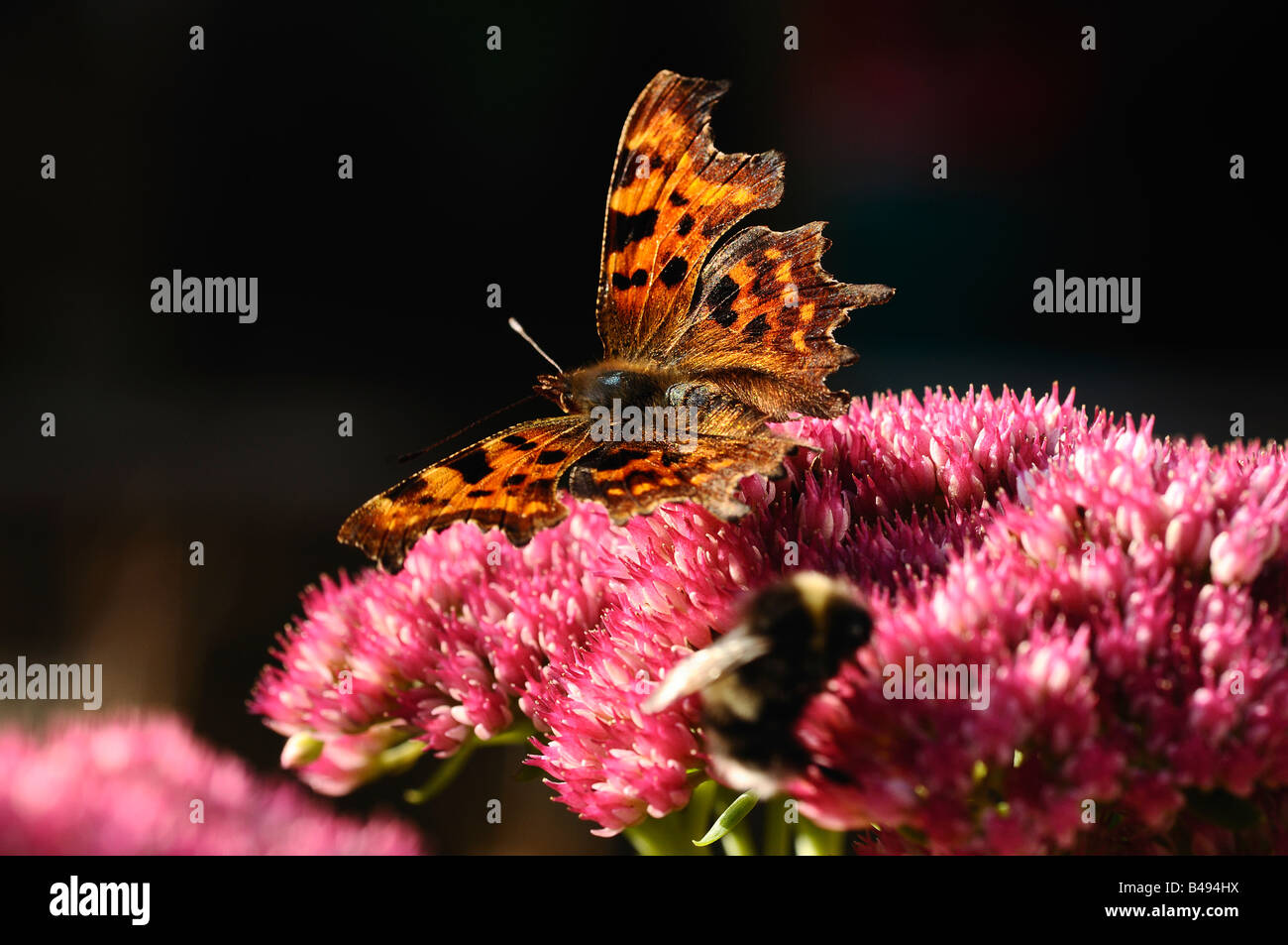An late Summer image of a beautiful butterfly at rest on a garden ...