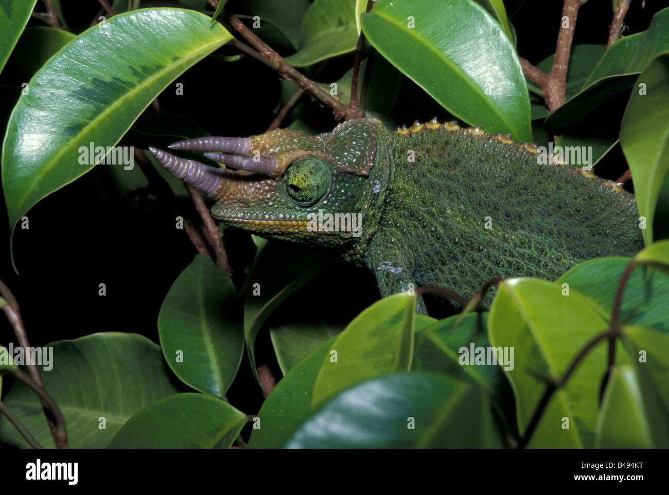 Three horned or Jackson s Chameleon Cameleo jacksoni Stock Photo - Alamy