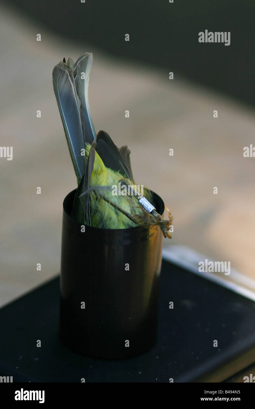 a bird being weighed in a film canister by a biologist in Lassen ...