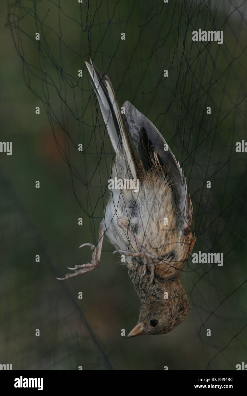 Bird catch net hi-res stock photography and images - Alamy