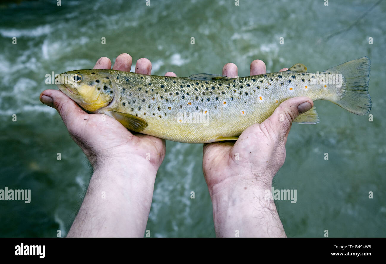 Fisherman showing his trout fish Stock Photo - Alamy