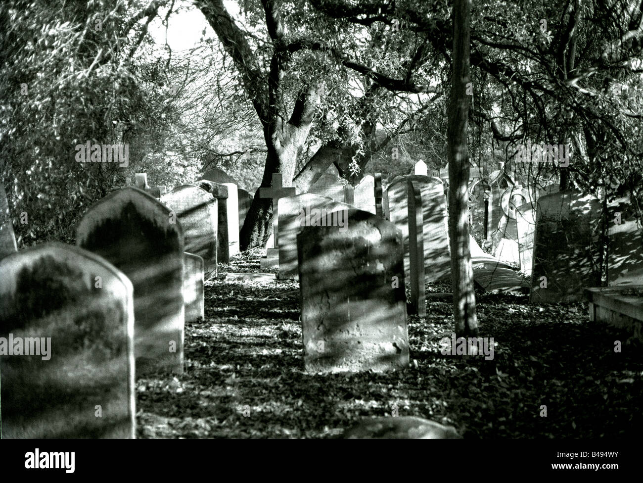 Tombstones under trees in Brompton cemetery Stock Photo - Alamy