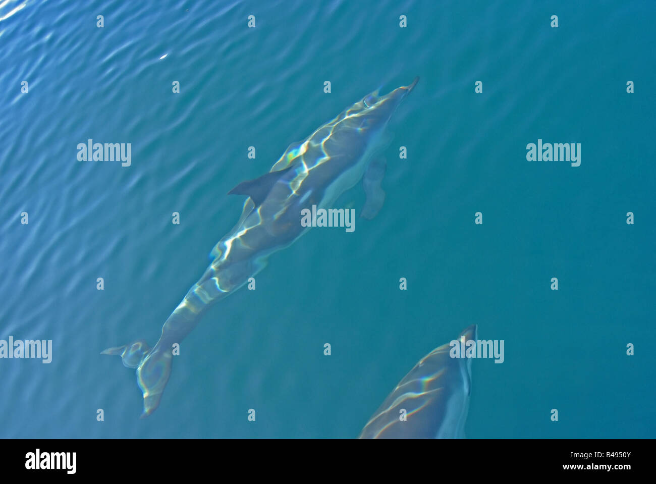Dolphin under sea hi-res stock photography and images - Alamy