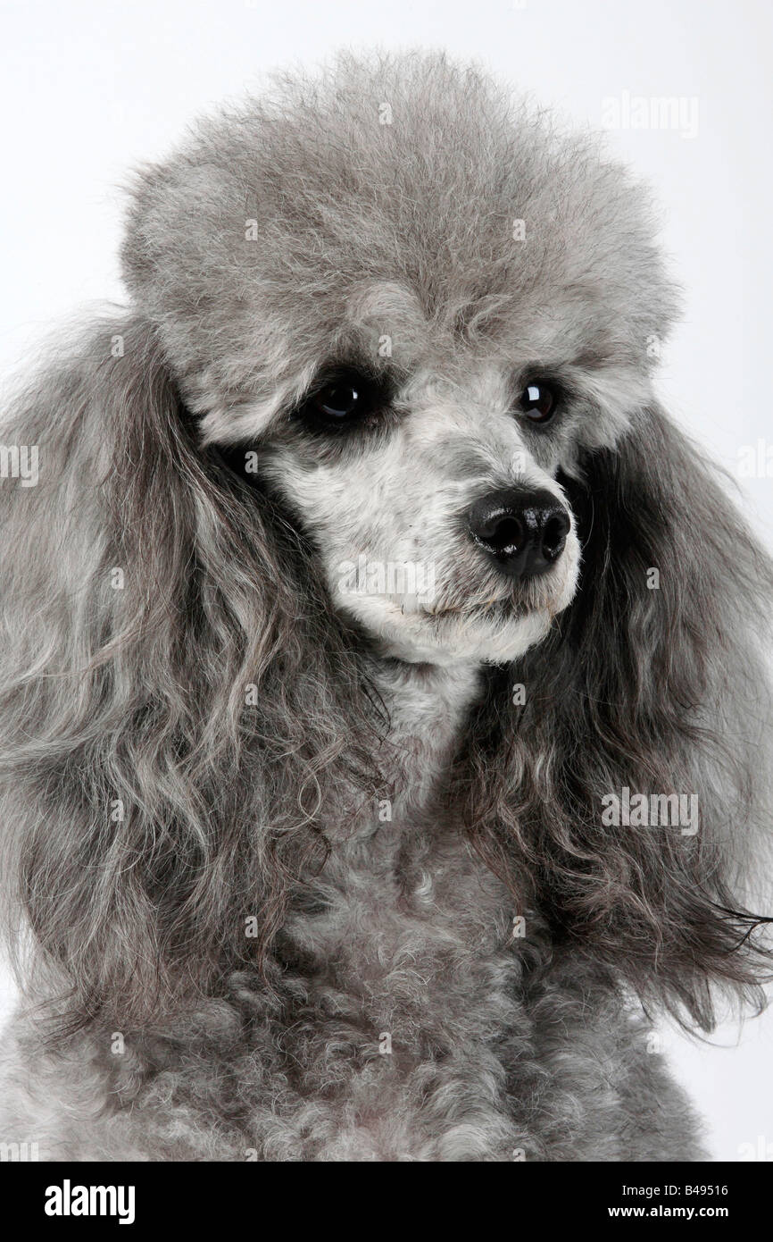 Silver poodle hi-res stock photography and images - Alamy