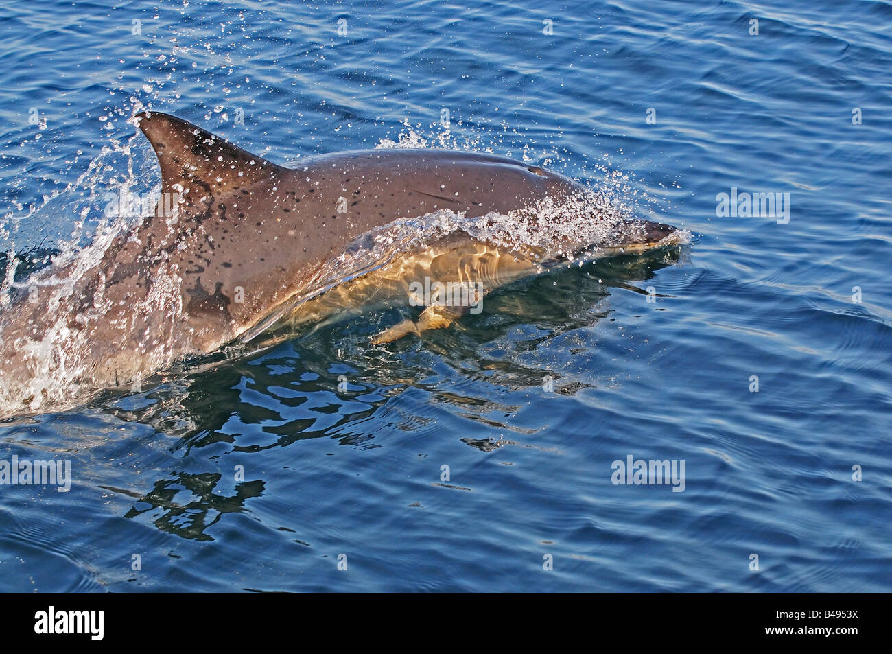 common dolphin delphinus delphis in european waters on the surface ...