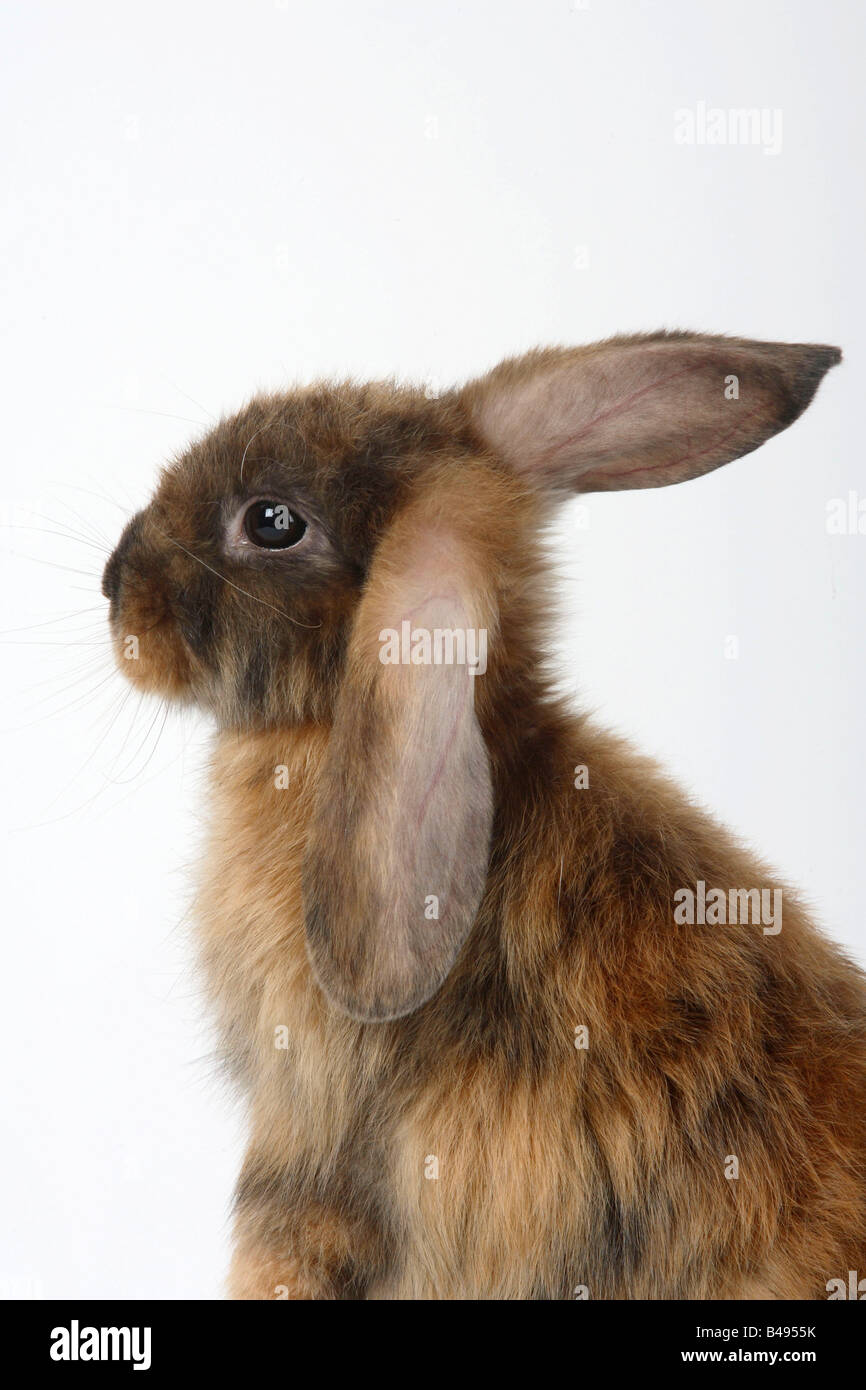 Young Satin Lop eared Dwarf Rabbit japanese 8 weeks side profile Stock ...