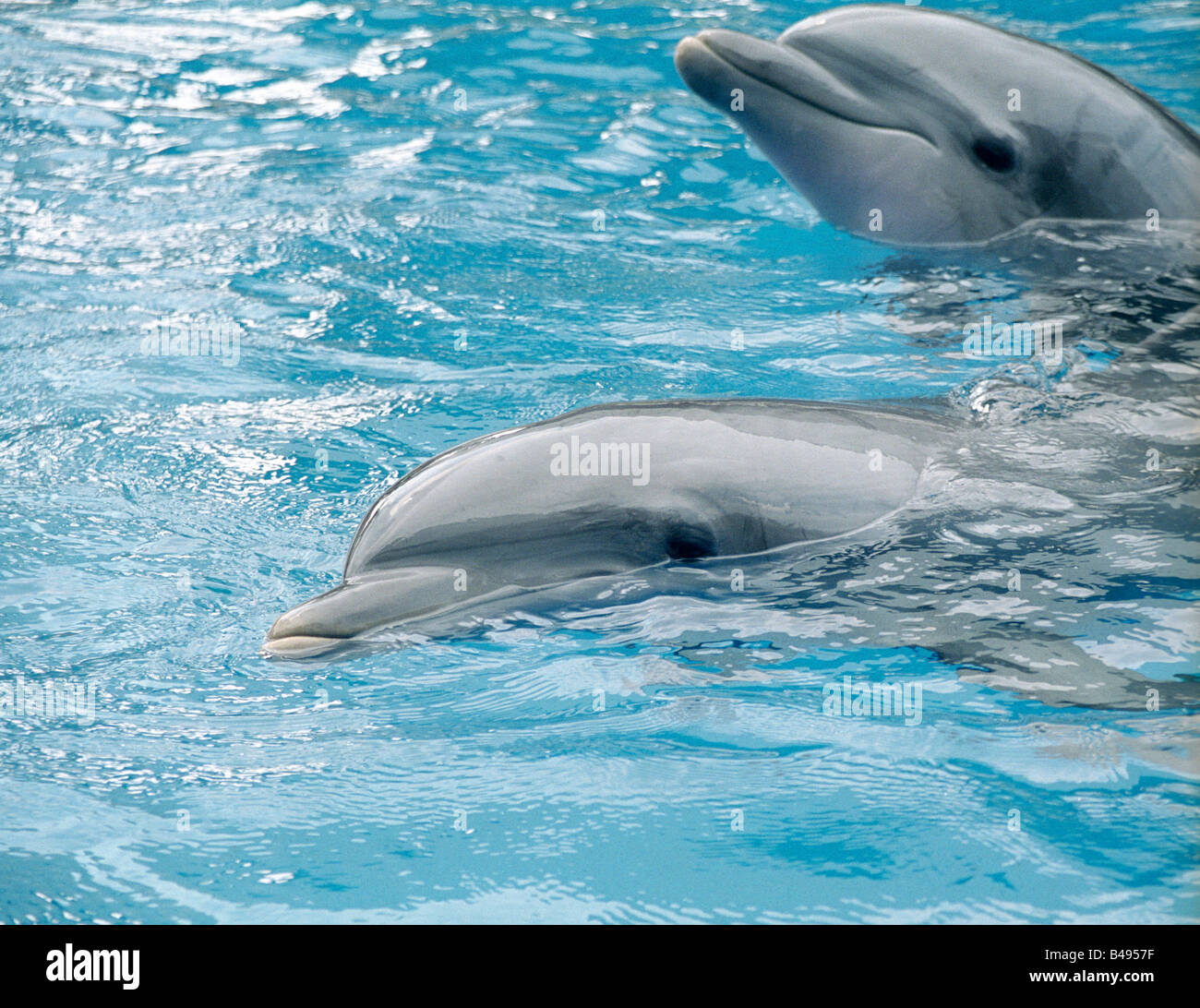 two bottlenose dolphins in a pool swiming smiling and having fun ...