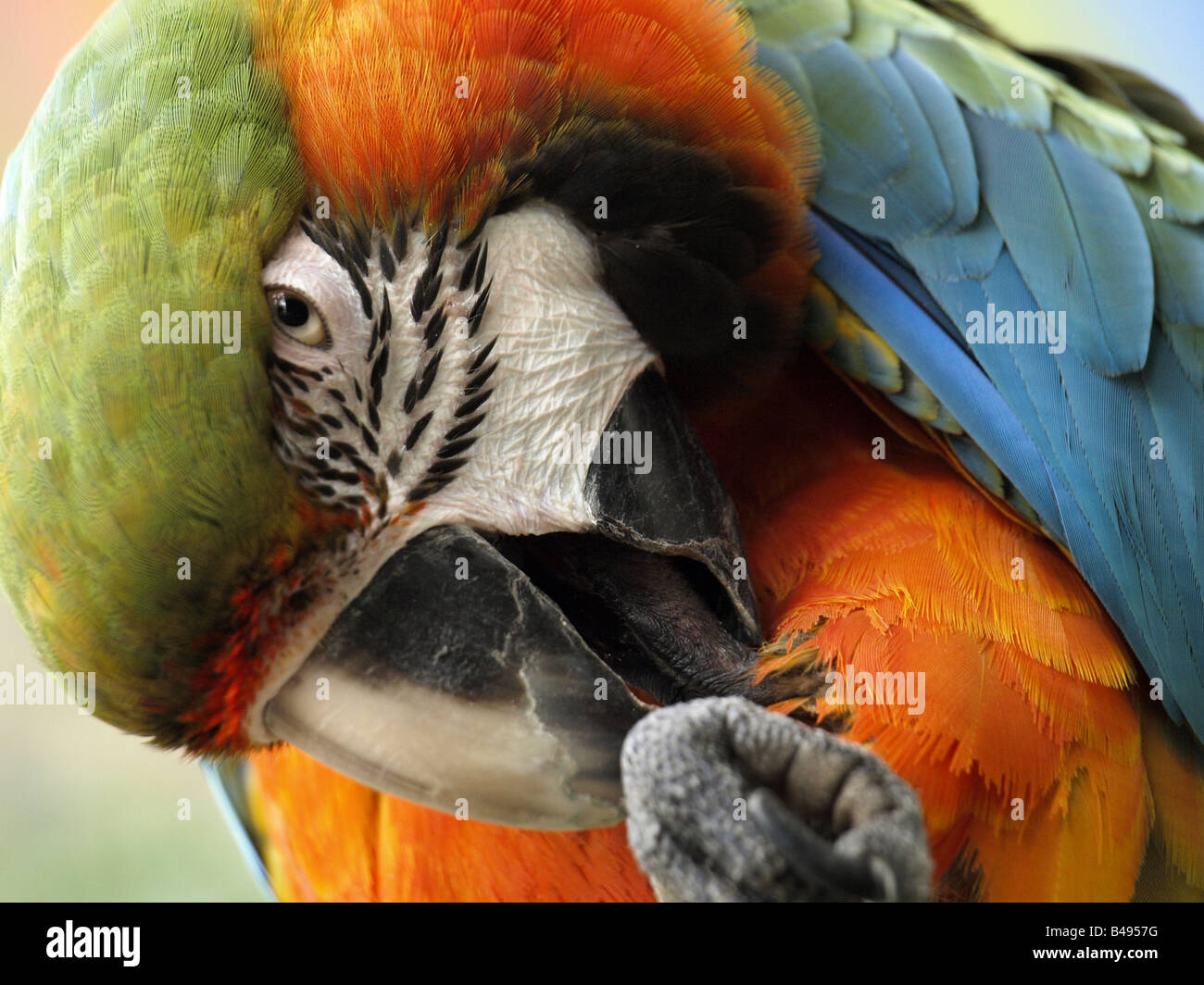 Macaw feathers macro hi-res stock photography and images - Alamy