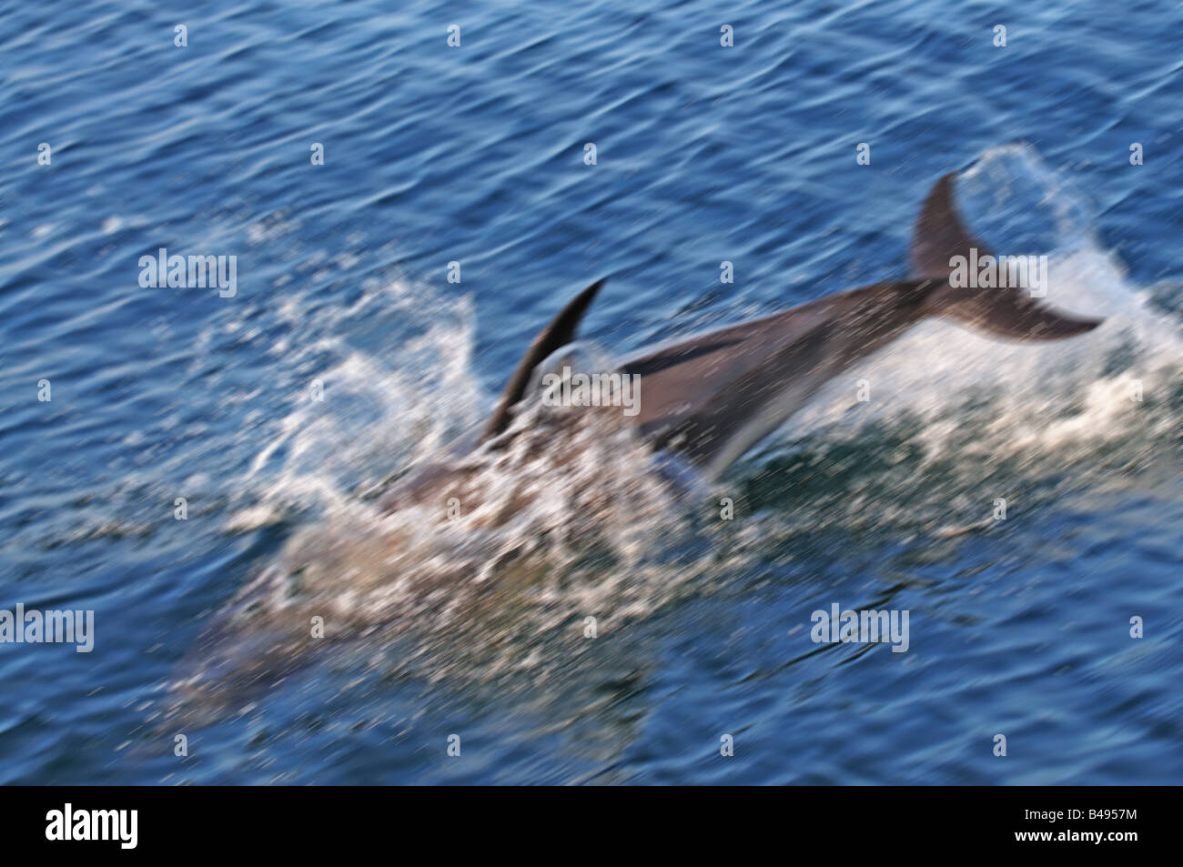 Common dolphin under water hi-res stock photography and images - Alamy