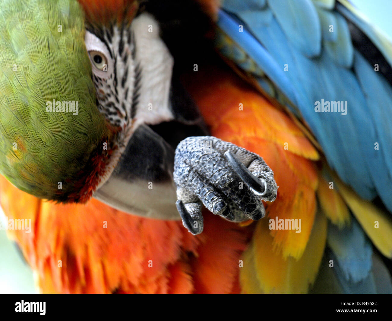 Hawaiian perch hi-res stock photography and images - Alamy