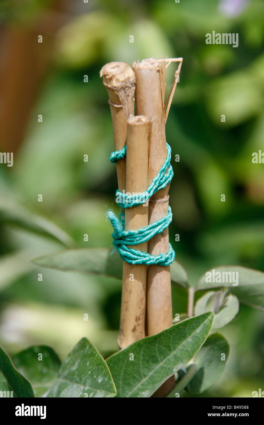 wooden stems sticks tied up in garden Stock Photo - Alamy
